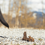 Dog Poo Drones - An Age Old Problem Finds New Solution - DRONELIFE