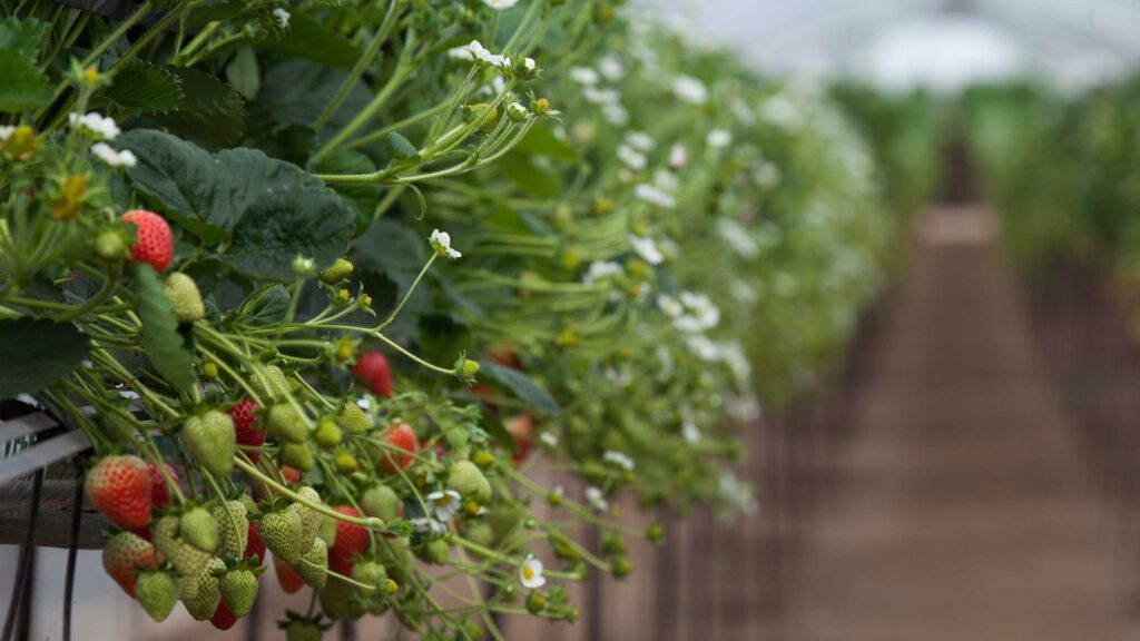 Precision Pollination for Strawberries with Drones - DRONELIFE